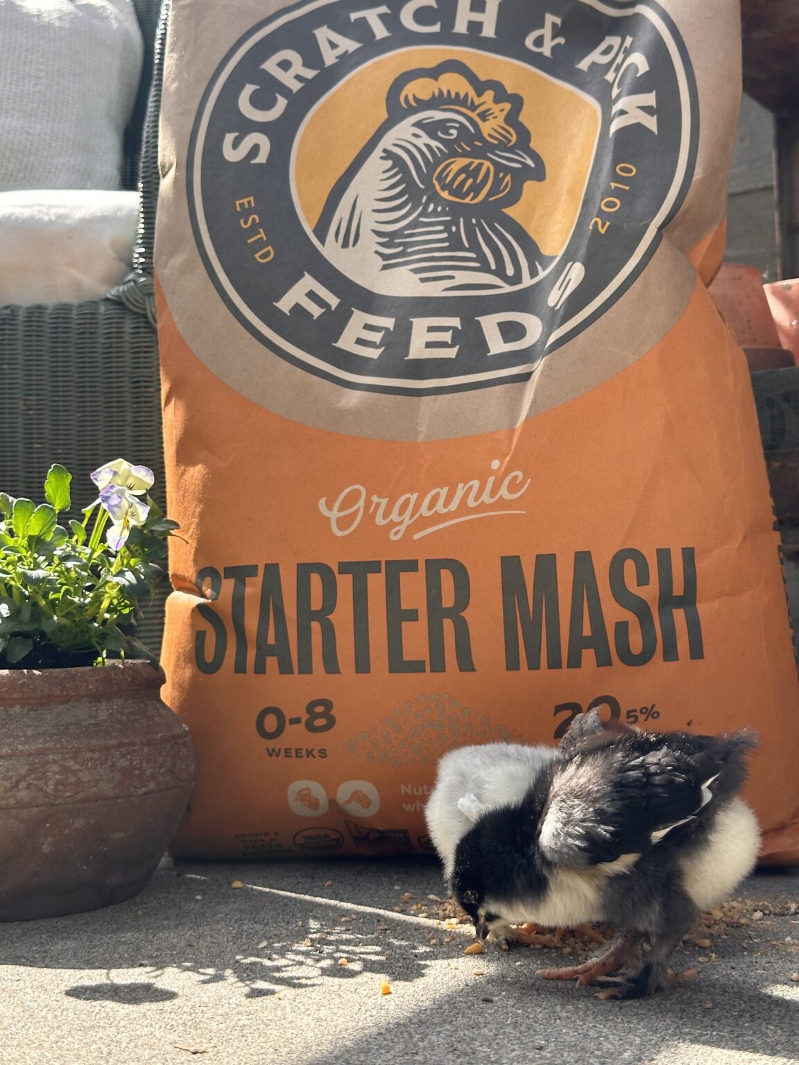 Organic Starter Mash - Scratch & Peck Feeds