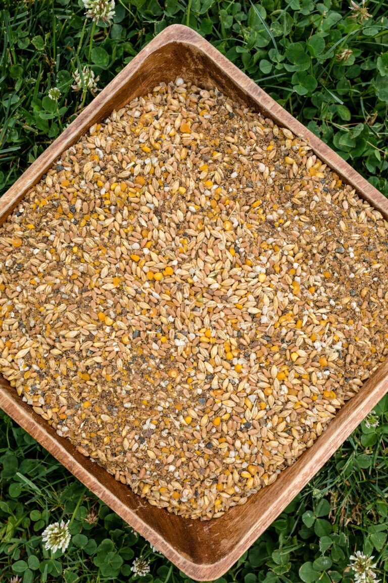 Organic Layer Mash 16% - Scratch & Peck Feeds