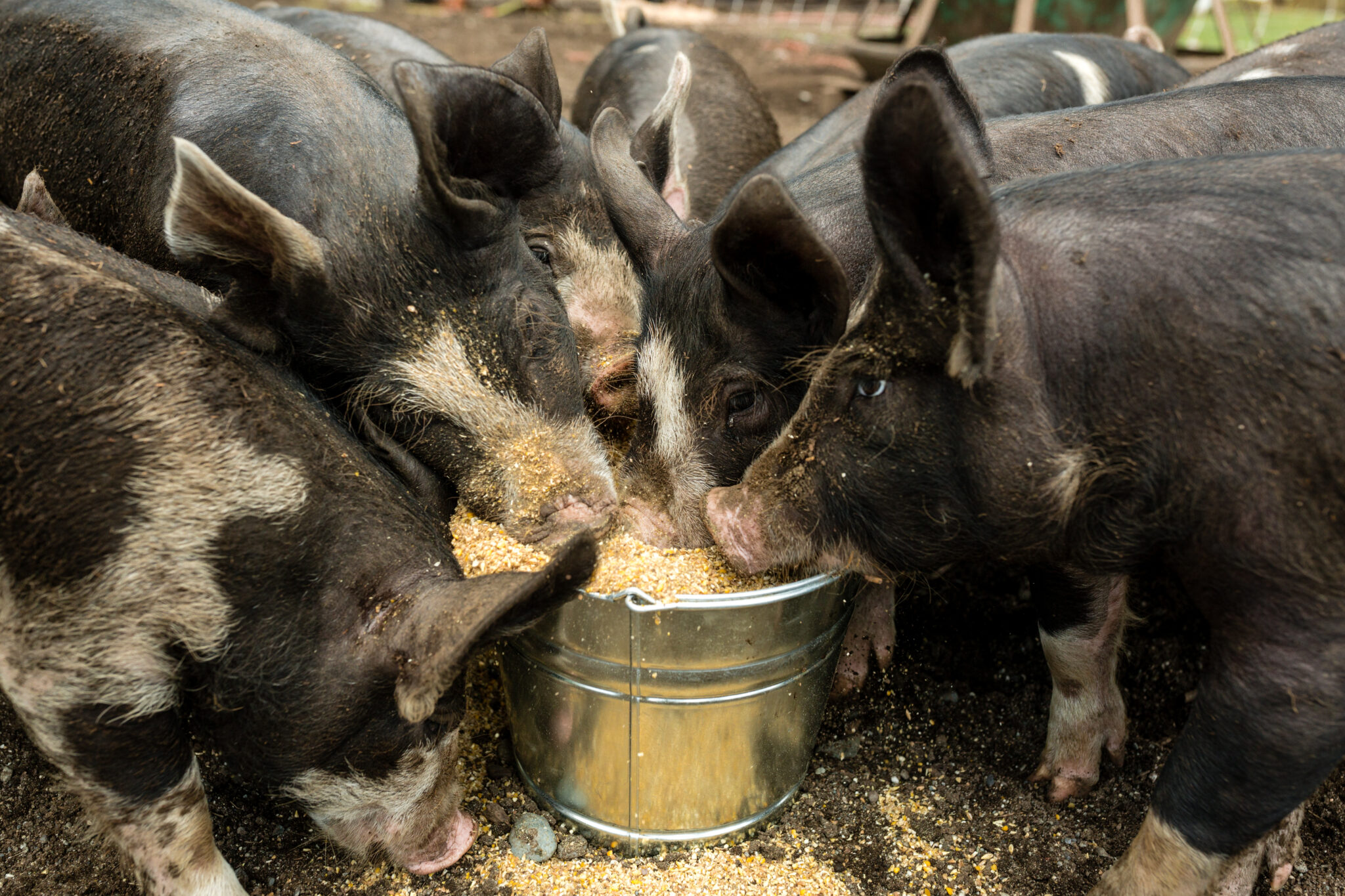 Organic Pig Grower Feed - Scratch & Peck Feeds