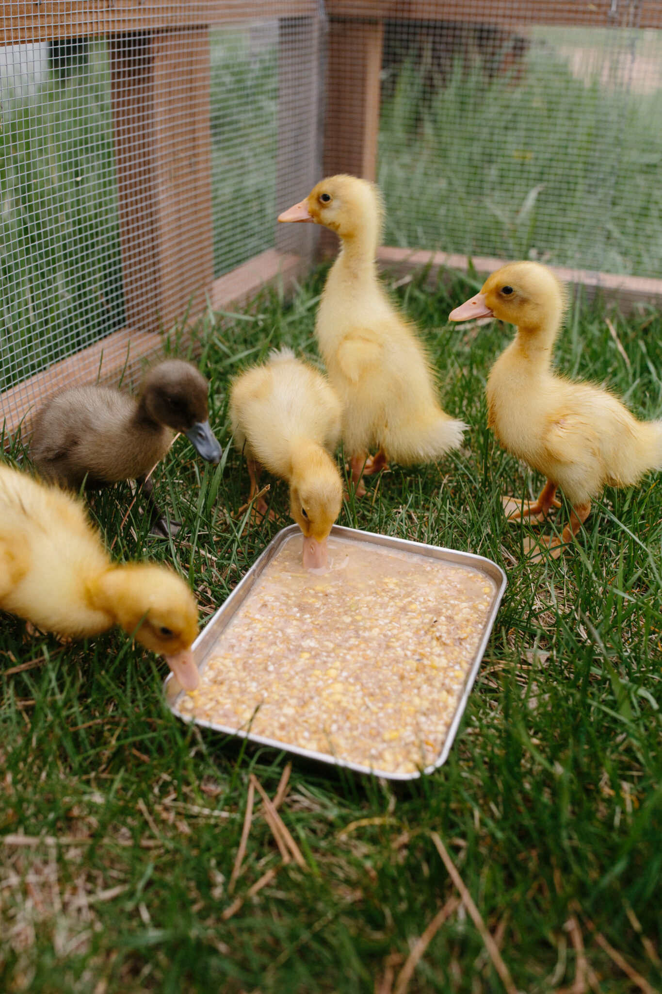 Organic Starter Mash - Scratch & Peck Feeds