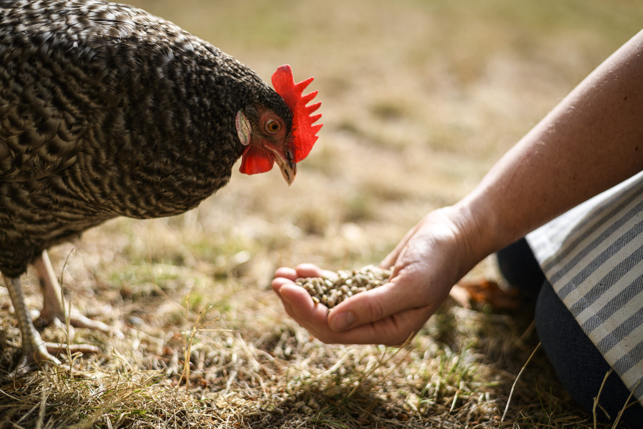 Organic Layer Pellets 16% - Scratch & Peck Feeds