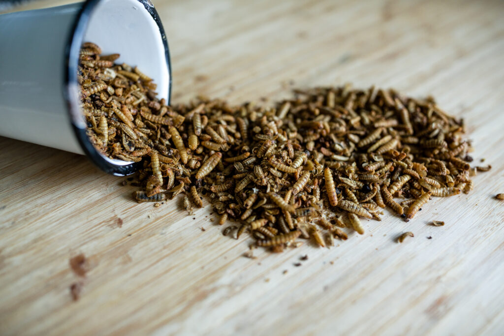 Grubs - Scratch & Peck Feeds