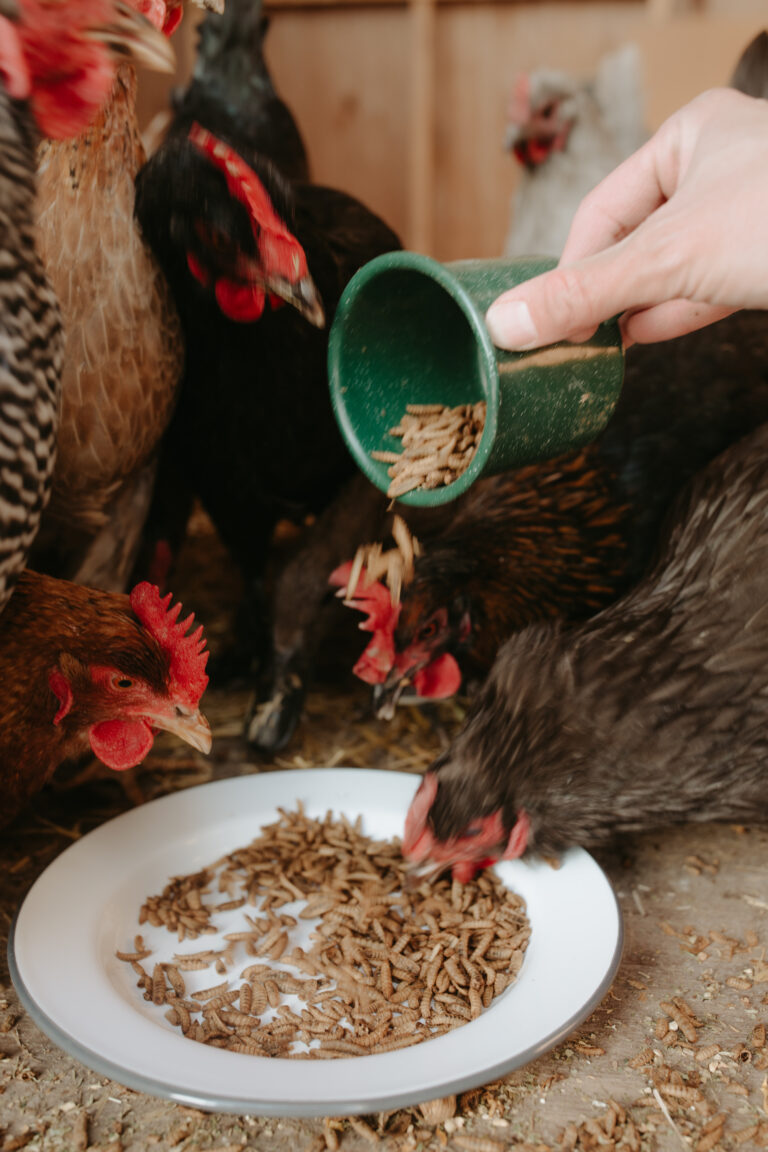 Cold Weather Snack Pack - Scratch & Peck Feeds