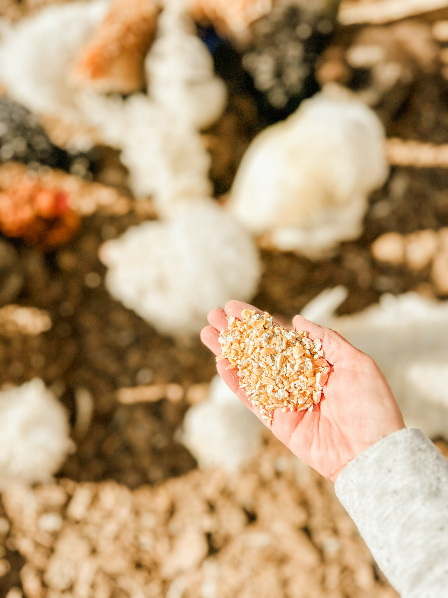 Organic Chicken Feed | Scratch & Peck Feeds