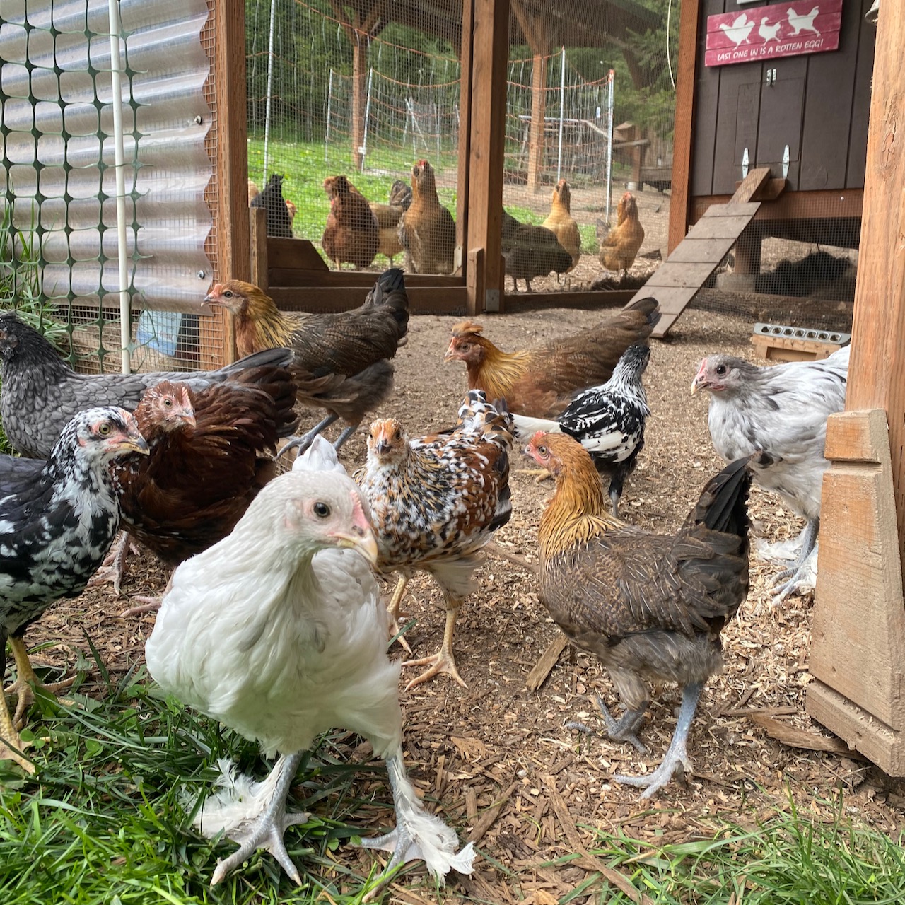 Privacy Policy Scratch Peck Feeds