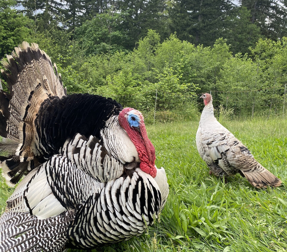 How to Raise Healthy Juvenile Turkeys