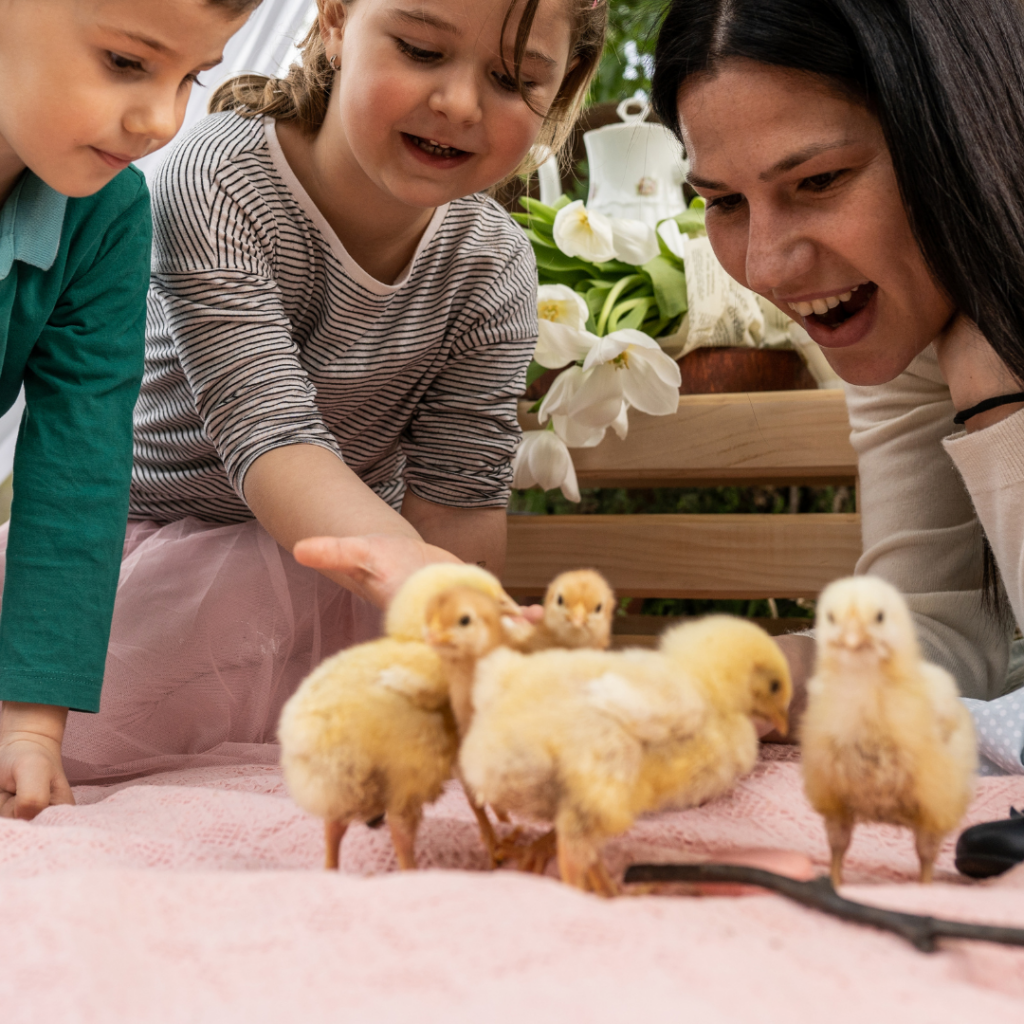 Bonding With Chicks - Scratch & Peck Feeds