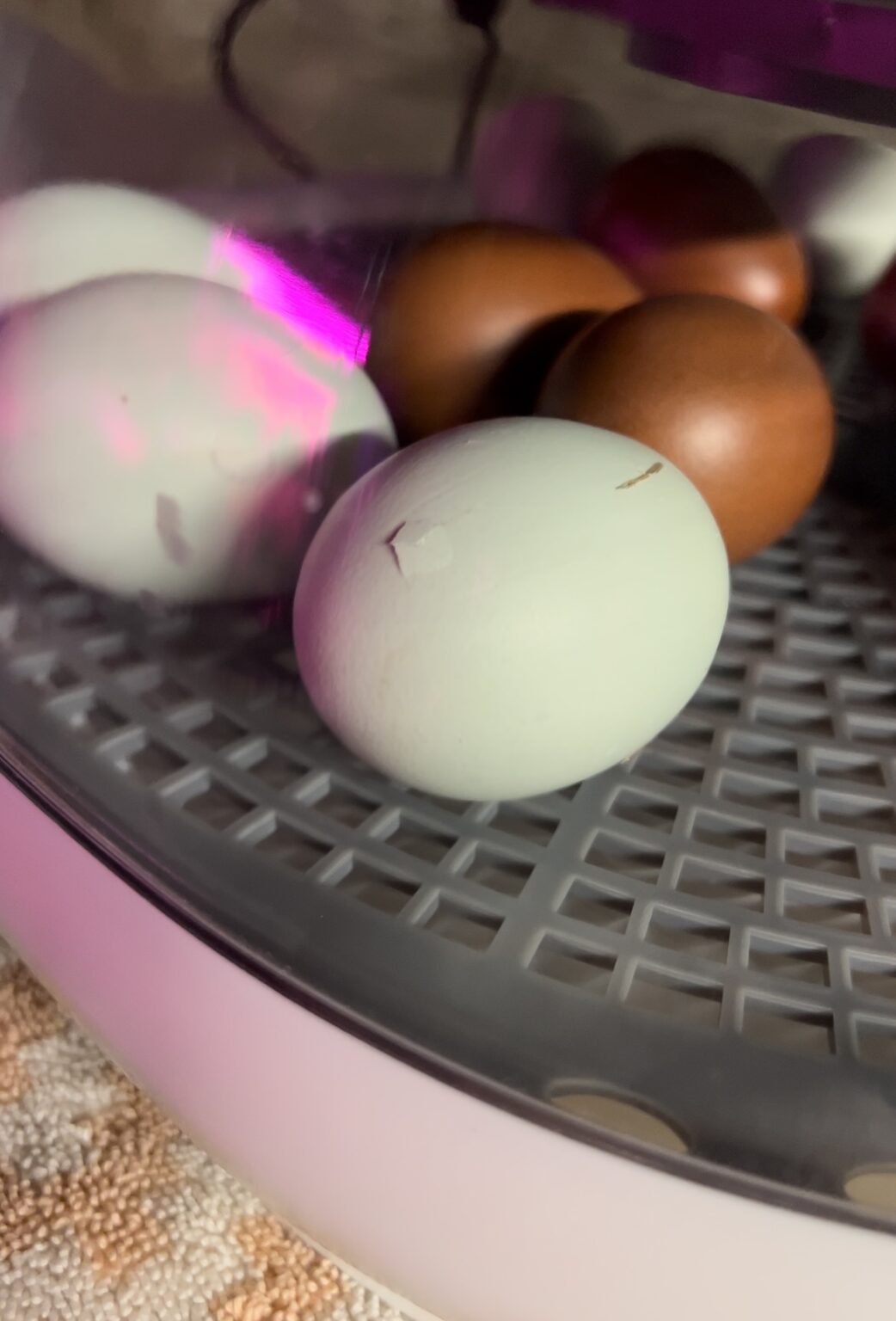 Incubating Chicken Eggs - Scratch & Peck Feeds