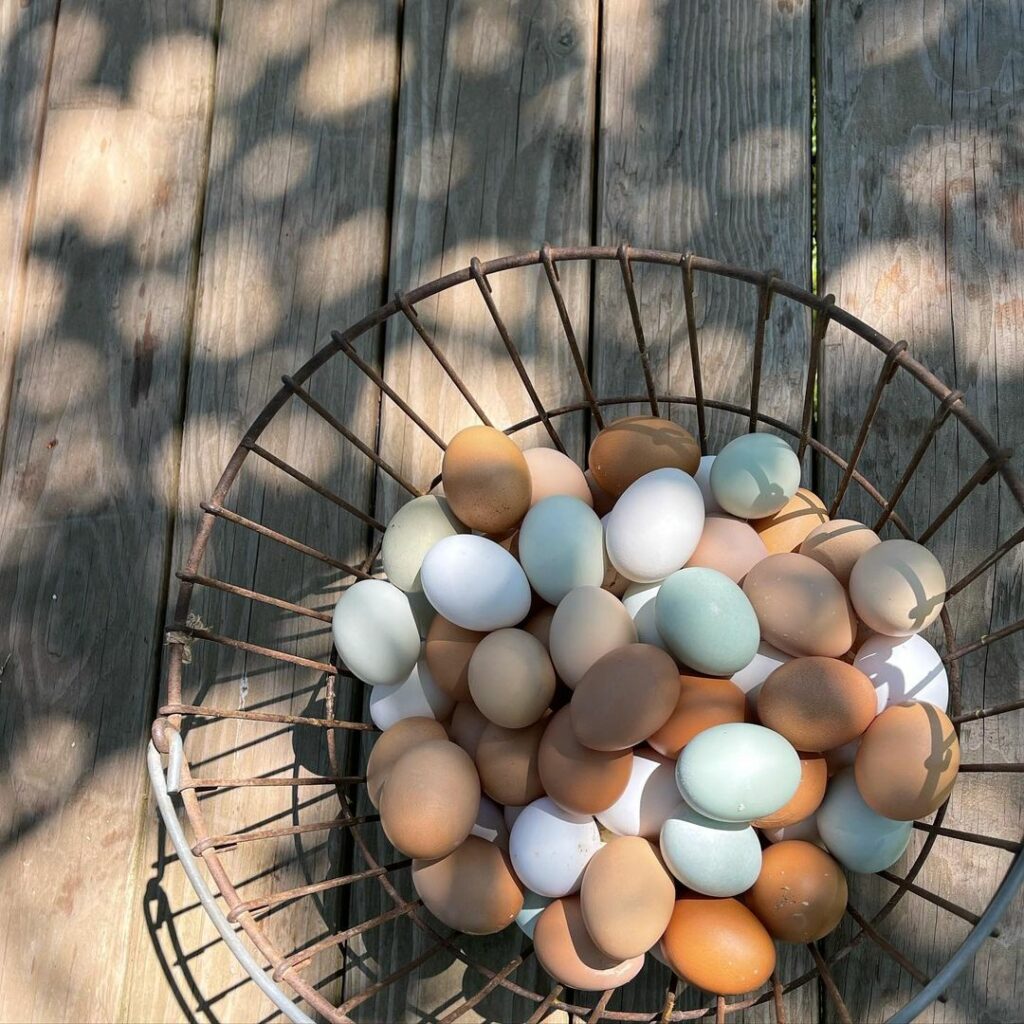 Guide to Basic Chick Care - Scratch & Peck Feeds