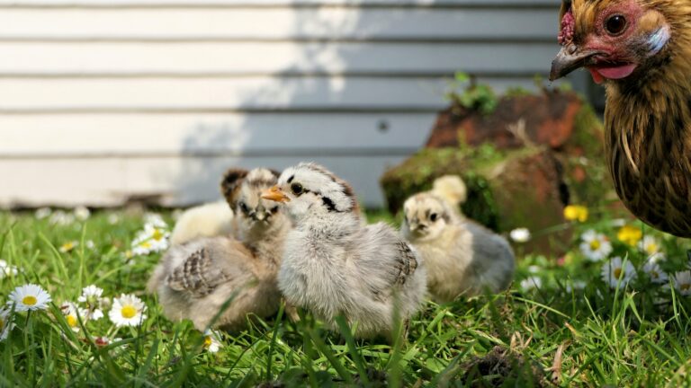 Guide to Basic Chick Care - Scratch & Peck Feeds