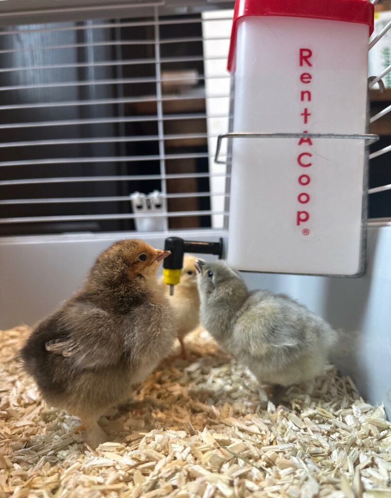 Common Chick Issues - Scratch & Peck Feeds