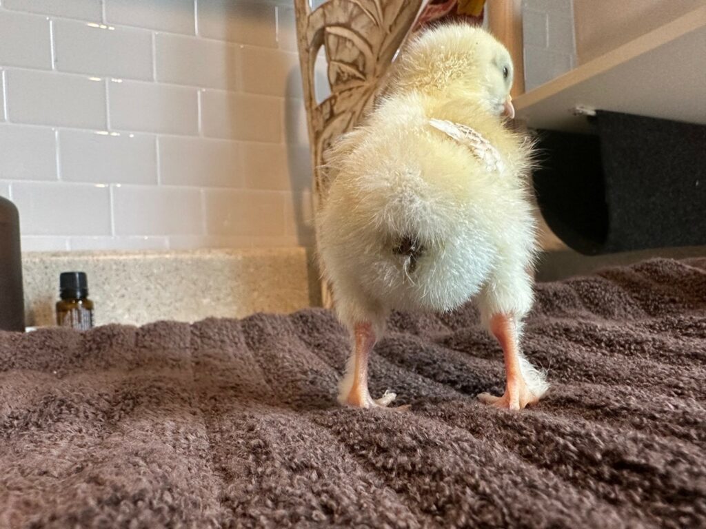 Common Chick Issues - Scratch & Peck Feeds