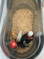 Guide to Basic Chick Care - Scratch & Peck Feeds