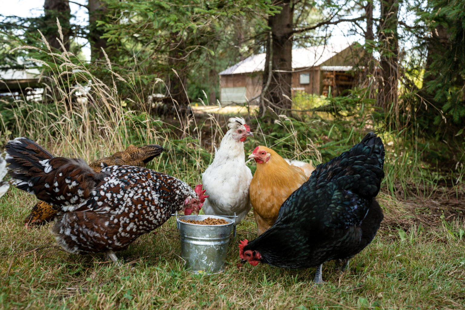 The SPF Chicken Sitter Checklist - Scratch & Peck Feeds