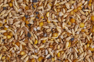 What is Layer Mash? A Comprehensive Guide