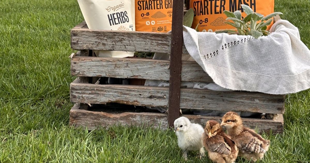 4 Free Guides - Raising Chicks and Ducklings